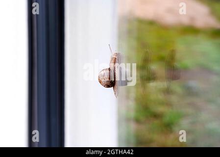 Snail climbing on the terrace window in the house, view from the yard ...