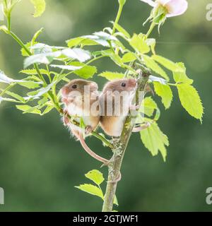 Two cute harvest mice sitting like friends on a branch of dog-rose ...