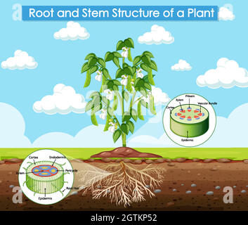 Diagram showing root structure of a plant Stock Vector Image & Art - Alamy