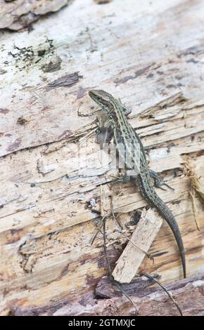 Common lizard basking (Zootoca vivipara) Ashdown forest, Sussex, UK ...