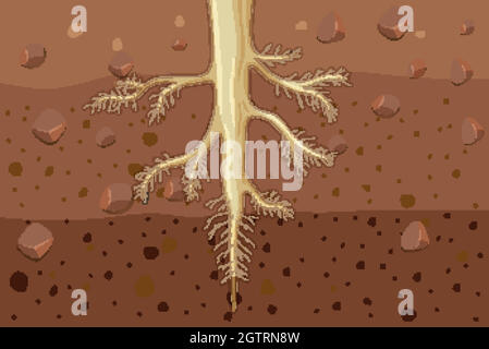 Close up of plant roots in soil Stock Vector Image & Art - Alamy
