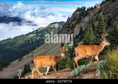 Black tailed deer meandering along Hurricane Ridge Trail in Olympic ...