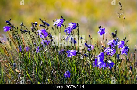 subalpine wild flowers covers the meadows in the Hurricane Ridge during ...
