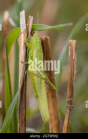 Cone-headed grasshopper (Ruspolia nitidula), female Stock Photo - Alamy