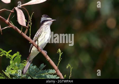 Variegated Flycatcher (Empidonomus varius) perched within a tree on a ...