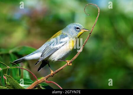Northern parula warbler during autumn migration Stock Photo - Alamy