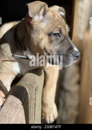 cute american bully looking to side, sitting isolated on white ...