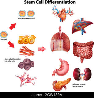 Stem cell differentiation diagram illustration Stock Vector Image & Art - Alamy