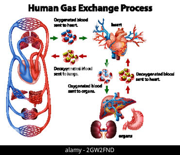 Lungs and human heart illustration infographic anatomy Stock Vector ...