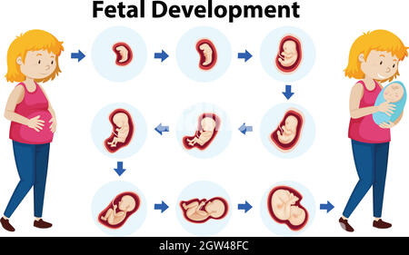 Fetal development vector illustration. Pregnancy antenatal embryo ...