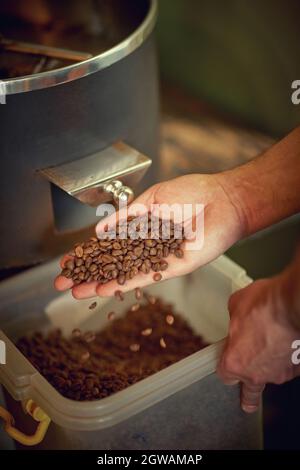 Man barista hands holding just roasted coffee beans on the background ...