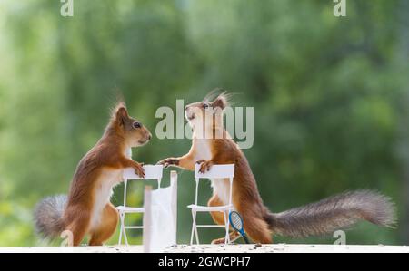 red squirrels with chairs on a tennis court Stock Photo - Alamy