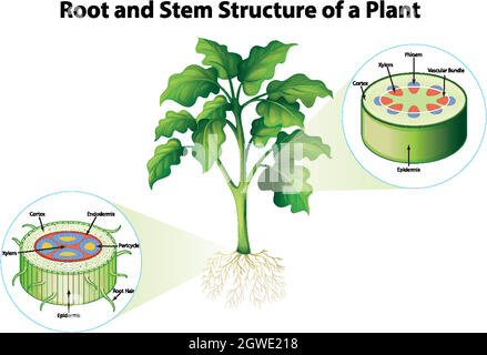 Diagram showing root structure of a plant Stock Vector Image & Art - Alamy