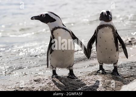 Two penguins holding hands Stock Photo - Alamy