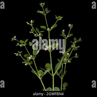 Syrian bean-caper (Zygophyllum fabago Stock Photo - Alamy