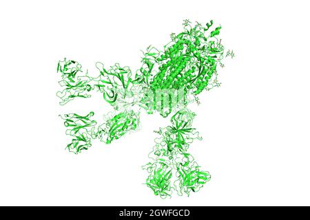 Structure of the SARS-CoV-2 spike glycoprotein homotrimer (green) in ...