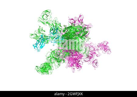 Structure of the SARS-CoV-2 spike glycoprotein homotrimer (green) in ...