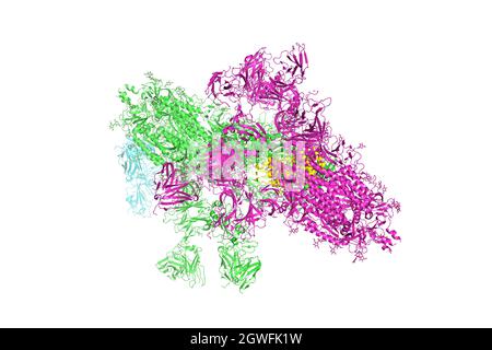 Structure of the SARS-CoV-2 spike glycoprotein homotrimer (green) in ...