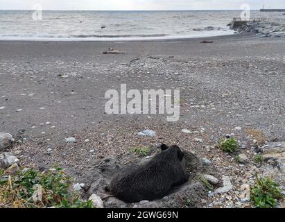 Wild boar pig relaxing on the beach in Genoa town Italy Stock Photo - Alamy