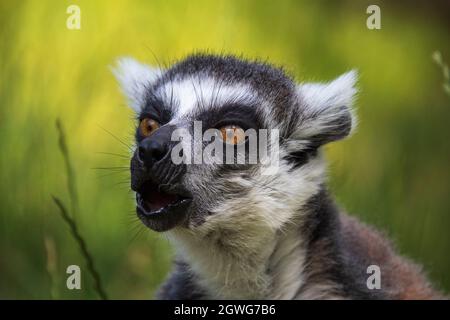 Ring tailed lemur ape, screaming, mouth open, shouting Stock Photo - Alamy
