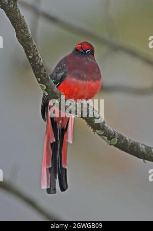 Male Ward’s Trogon, Harpactes wardi, in India. Perched on a branch in ...