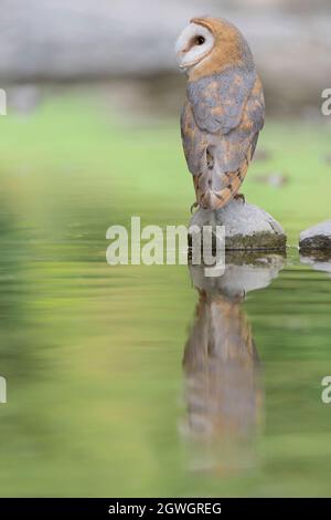 Barn owl at mirror on the lake (Tyto alba Stock Photo - Alamy