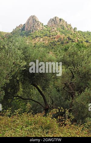 Olive trees in Conca village, with grasses and mountains in the ...