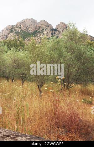 Olive trees in Conca village, with grasses and mountains in the ...