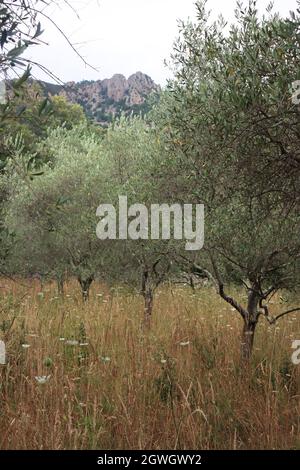 Olive trees in Conca village, with grasses and mountains in the ...