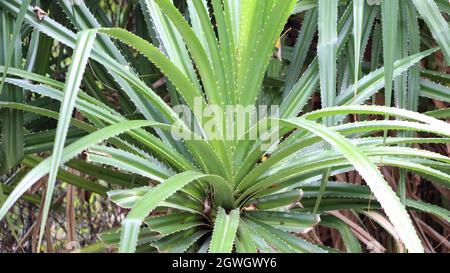 Kewra(Pandanus) flower(Thazhampoo) it is greenery natural Stock Photo ...