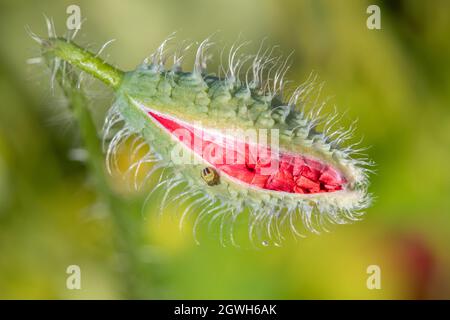 A small green spider on a poppy bud in spring Stock Photo - Alamy