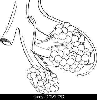 Alveolus Gas Exchange. Anatomy of Pulmonary alveolus. Oxygen And Carbon ...