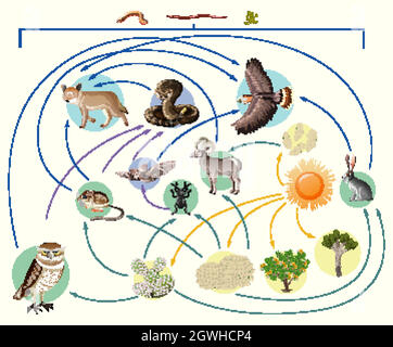 Food chain describes who eats whom in the wild on white background ...