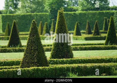pyramid-shaped evergreen trees in the park of a historical residence ...