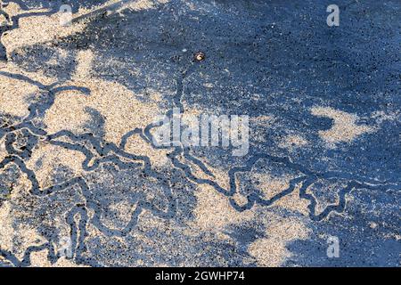 A small sea snail seen on Blackrock beach Dublin. On Monday, March 29 ...