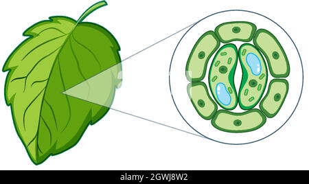 photosynthesis leaf plant cell vector illustration Stock Vector Image & Art - Alamy