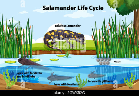 Diagram showing life cycle of salamander illustration Stock Vector ...