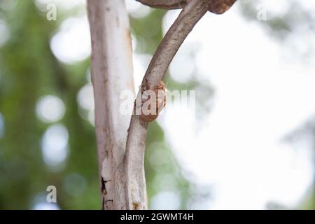Empty cicada (Cicadoidea) shells hanging on a porch brace Stock Photo ...