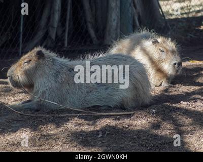 A capybara in captivity Stock Photo - Alamy