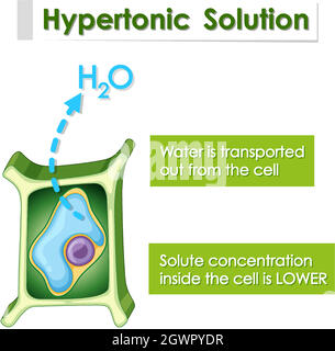 Diagram showing hypertonic solution illustration Stock Vector Image ...