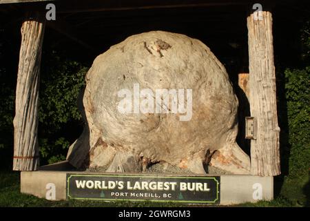 The world's biggest burl at Port McNeill Stock Photo - Alamy