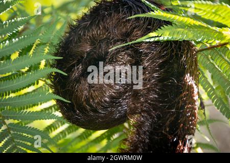 Spiral fern frond Stock Photo - Alamy