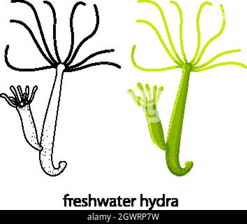Freshwater hydra in colour and doodle on white background illustration ...