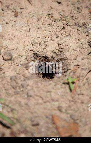 Round, shallow rat burrow dug in a yard Stock Photo - Alamy