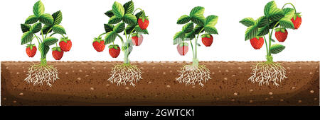 Strawberry plant isolated growing in the pot illustration Stock Vector ...