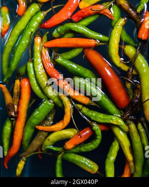 Colorful thin and fresh chili peppers floating on water Stock Photo - Alamy