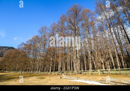 Winter forest of Nikko, Japan. Nikko is famous for its beautiful ...