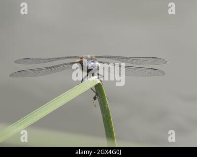 Scarce Chaser Dragonfly - male at rest Libellula fulva Essex,UK ...