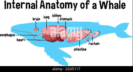 Internal Anatomy of a Whale with label Stock Vector Image & Art - Alamy