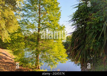 Bobby Hicks Park, South Tampa Stock Photo - Alamy